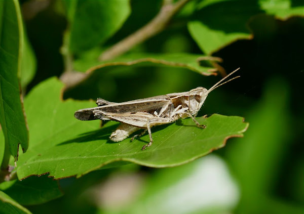 Unknown Grasshopper | Project Noah