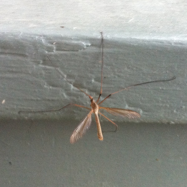 Crane fly | Project Noah