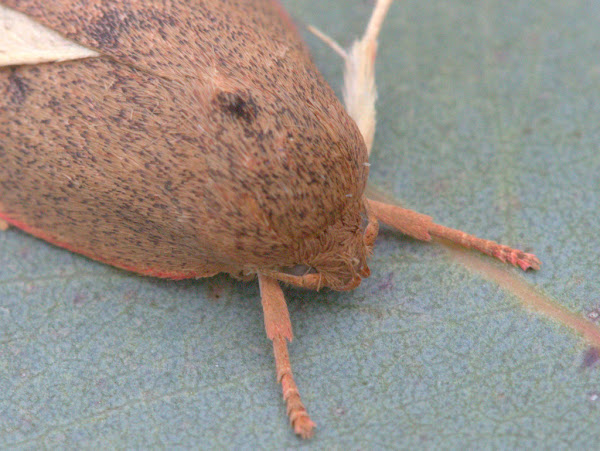 Concealer moth | Project Noah