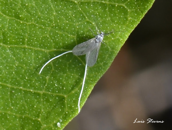 Mealy bug (male) | Project Noah