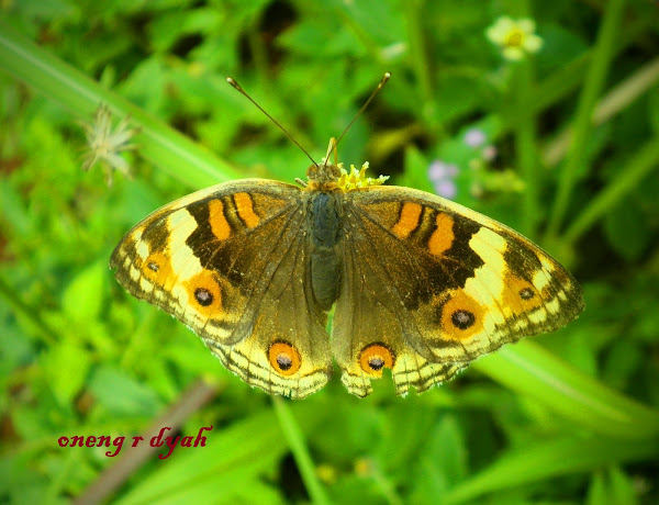 Blue Pansy ( female ) | Project Noah