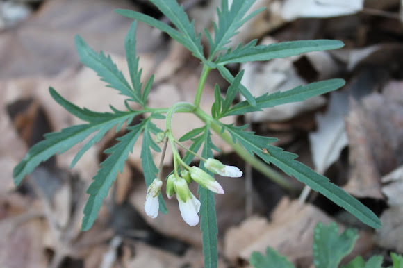 cutleaf toothwort | Project Noah