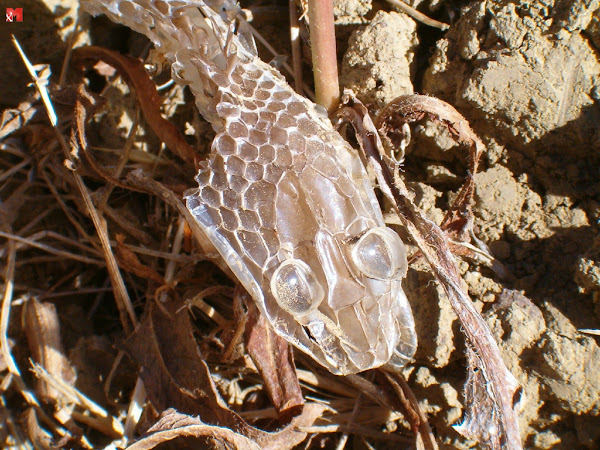 Montpellier snake (Σαπίτης) | Project Noah