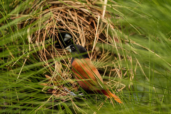 Chestnut Munia | Project Noah