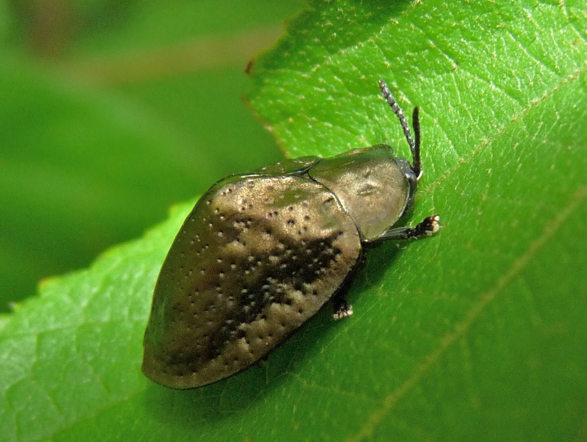Bronze Tortoise beetle | Project Noah