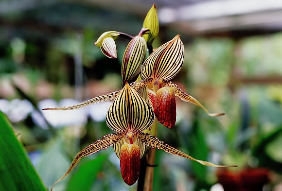 Lady slipper orchid | Project Noah