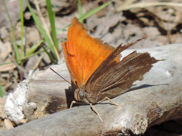 Goatweed Leafwing Butterfly | Project Noah