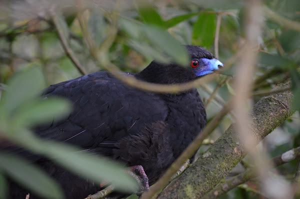 Pava Negra | Project Noah