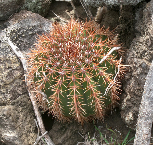 Pope's Head Cactus / Turk's cap cactus | Project Noah