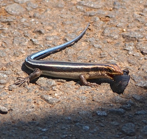 Rainbow Skink | Project Noah