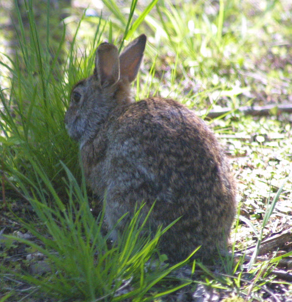 Eastern Cottontail | Project Noah