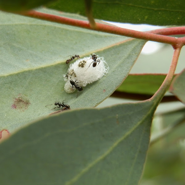 white fibrous lerp | Project Noah