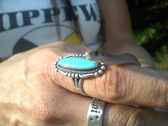 Michigan Brown Snake | Project Noah