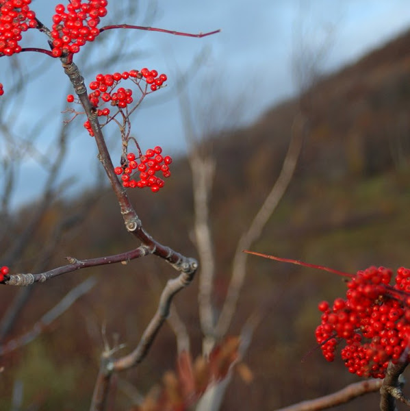 North American Mountain Ash Tree | Project Noah