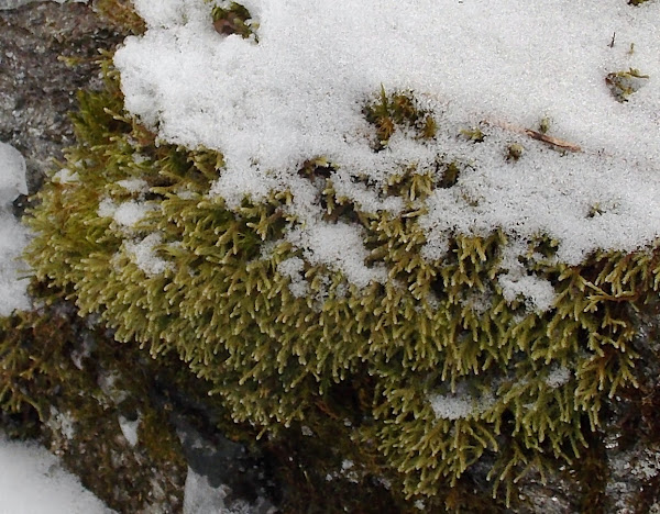 Golden Foxtail Moss | Project Noah