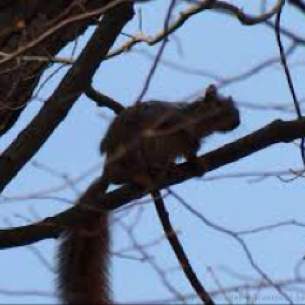 Squirrel | Project Noah