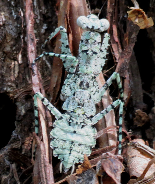 Florida bark mantis | Project Noah
