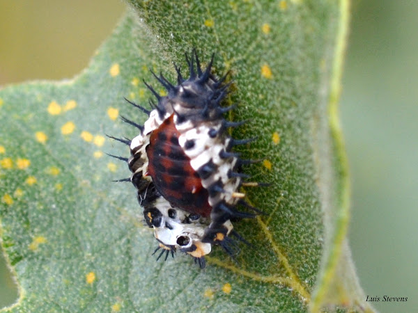 Ladybug Pupa | Project Noah
