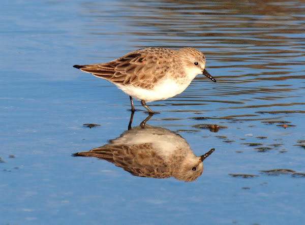 Red necked Stint | Project Noah