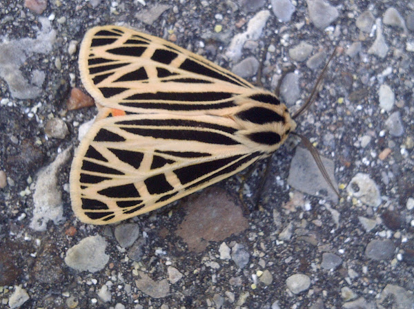 Tiger Moth | Project Noah