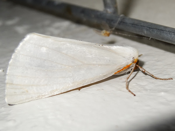 Thalaina selenaea (♀) | Project Noah