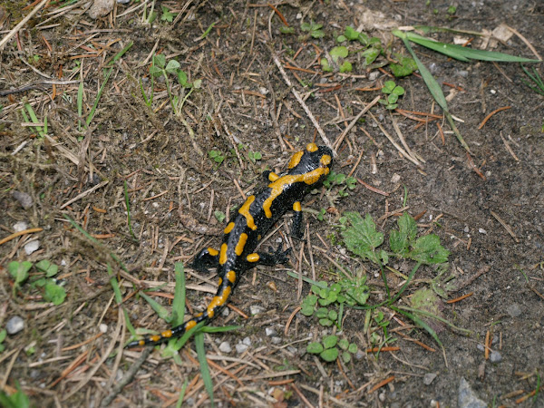 Salamandra škvrnitá | Project Noah