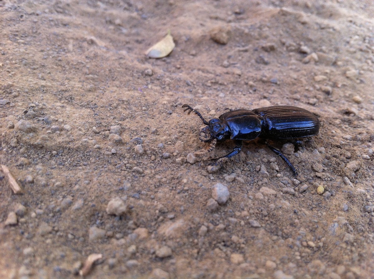 patent-leather beetle | Project Noah