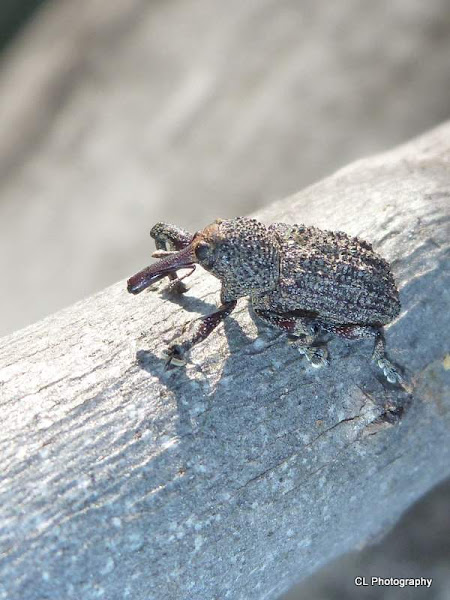 Flower Weevil | Project Noah