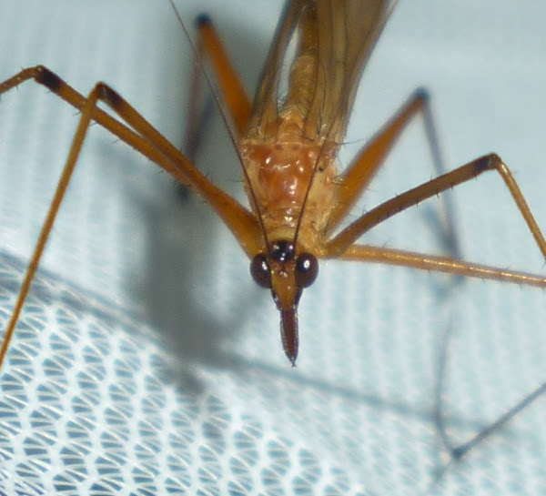 Hangingfly | Project Noah