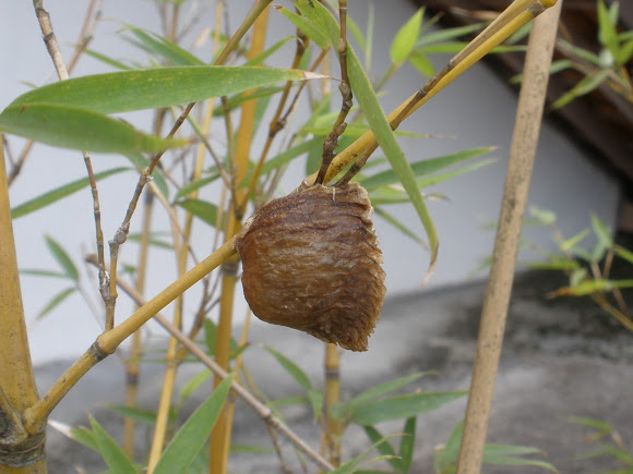 Praying Mantis Ootheca | Project Noah