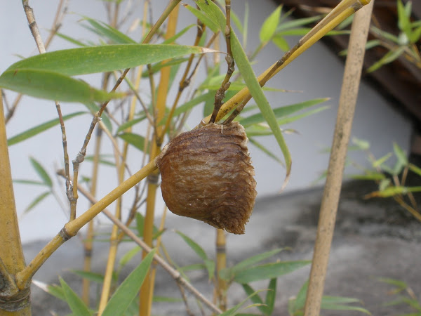 Praying Mantis Ootheca | Project Noah