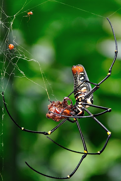 Golden Web Spider | Project Noah