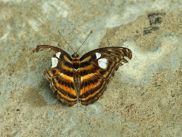 Sergeant Butterfly | Project Noah