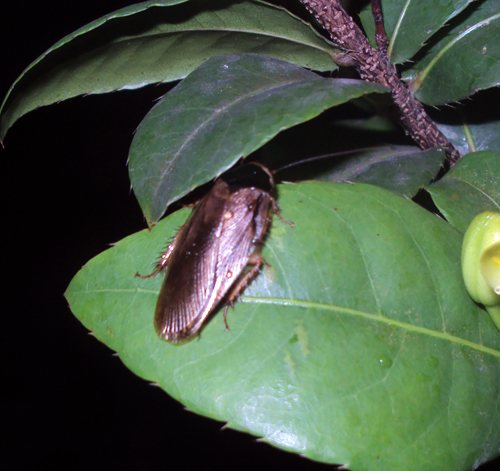 Cockroach | Project Noah