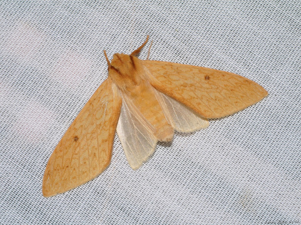 Orange Tiger Moth | Project Noah