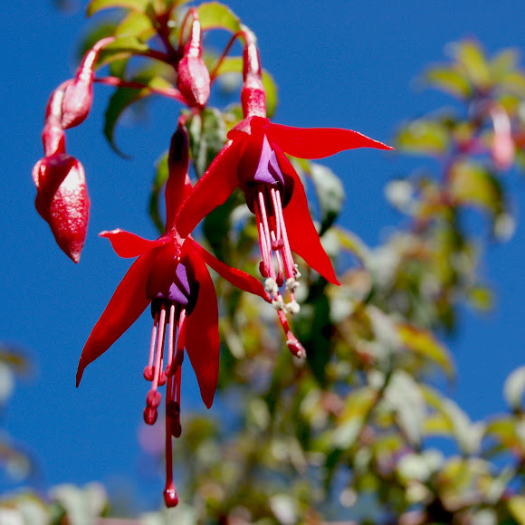 Chilco | Project Noah