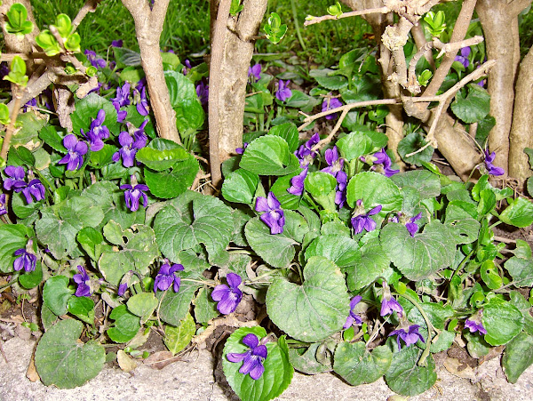 Sweet violet/Dišeča vijolica | Project Noah