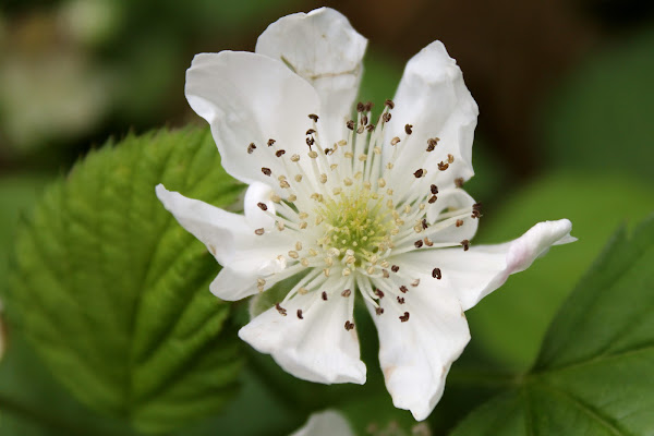 Raspberry (flower) | Project Noah