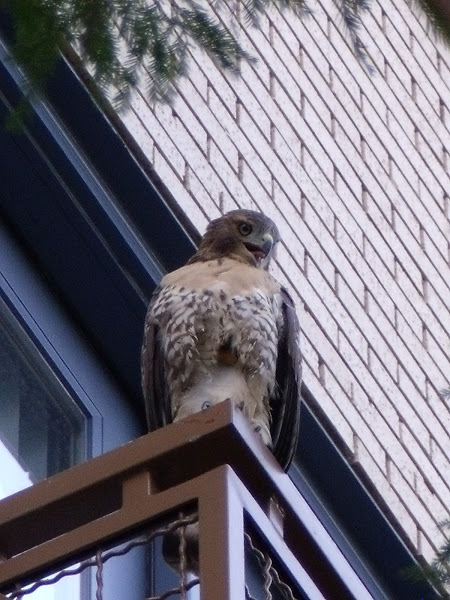 Red Tailed Hawk | Project Noah