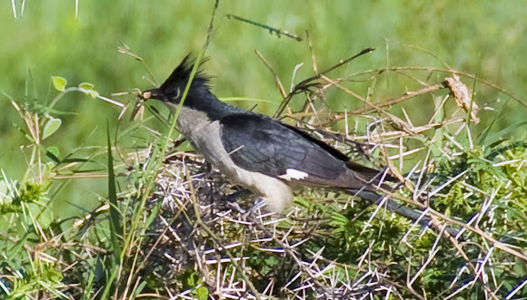 Jacobin Cuckoo | Project Noah