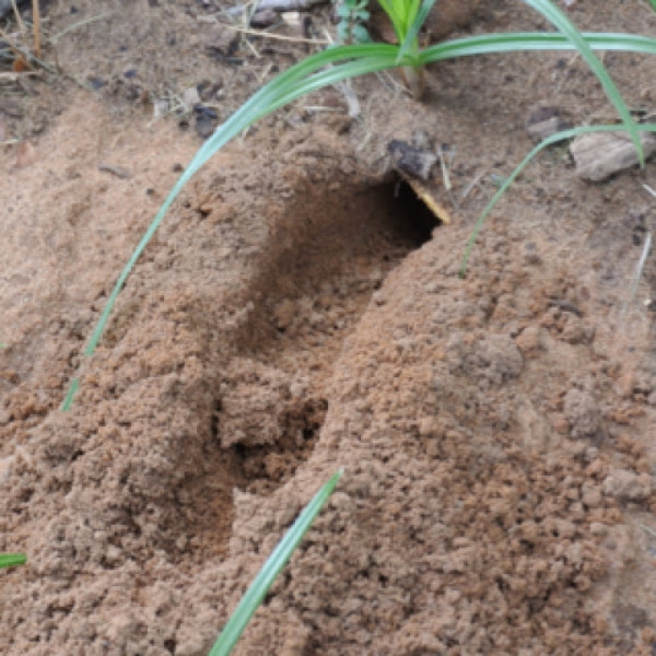 Cicada Killer burrow | Project Noah