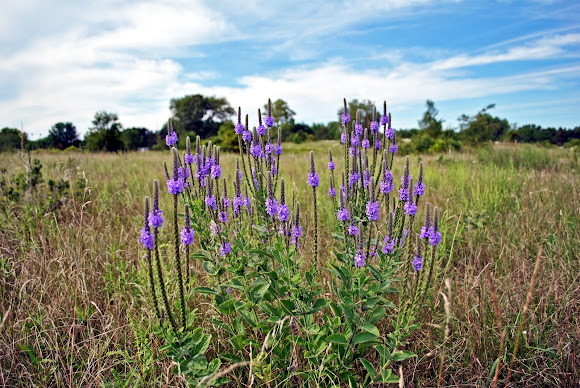 Hoary Vervain | Project Noah