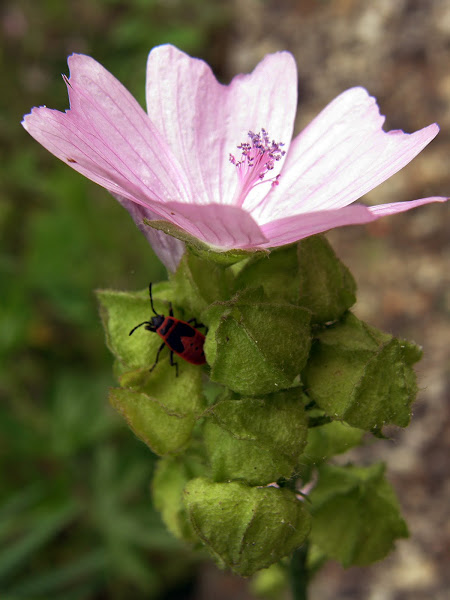 Musk-mallow | Project Noah