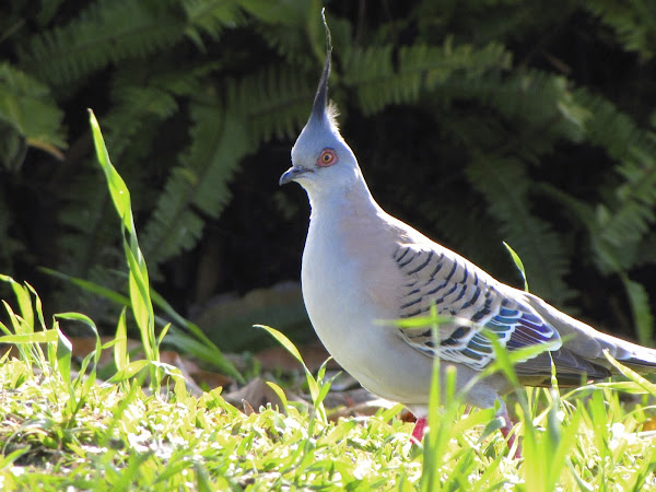 Crested Pigeon | Project Noah