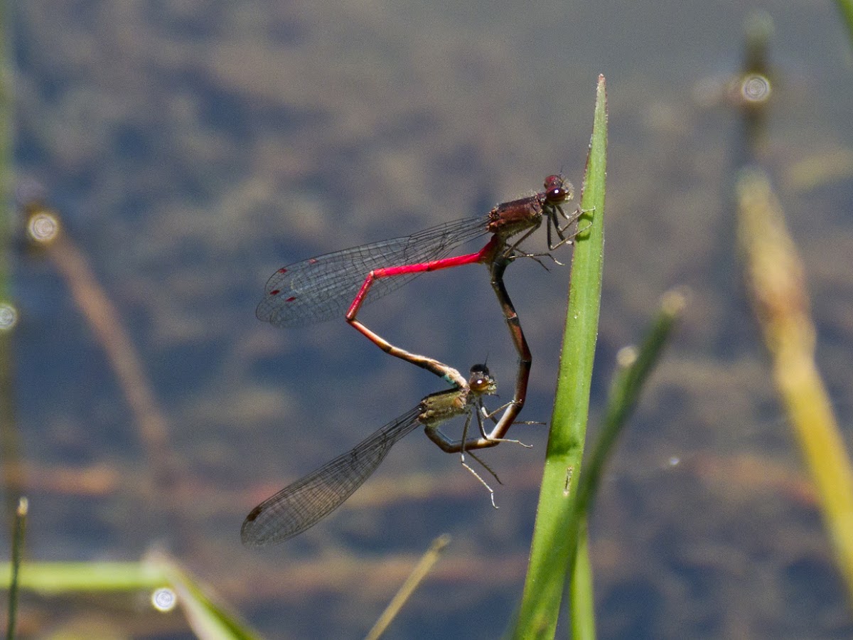 Damselflies | Project Noah