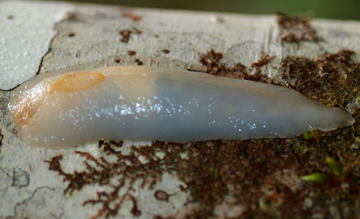 Red Triangle Slug ? | Project Noah