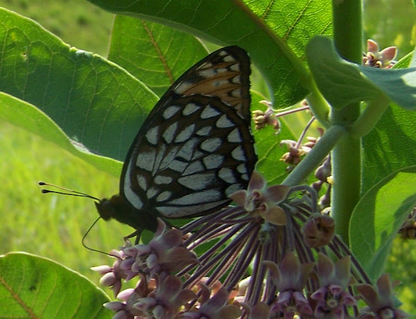 Regal Fritillary | Project Noah