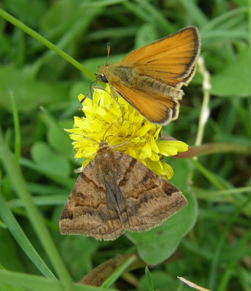 Moth & Small Skipper butterfly | Project Noah