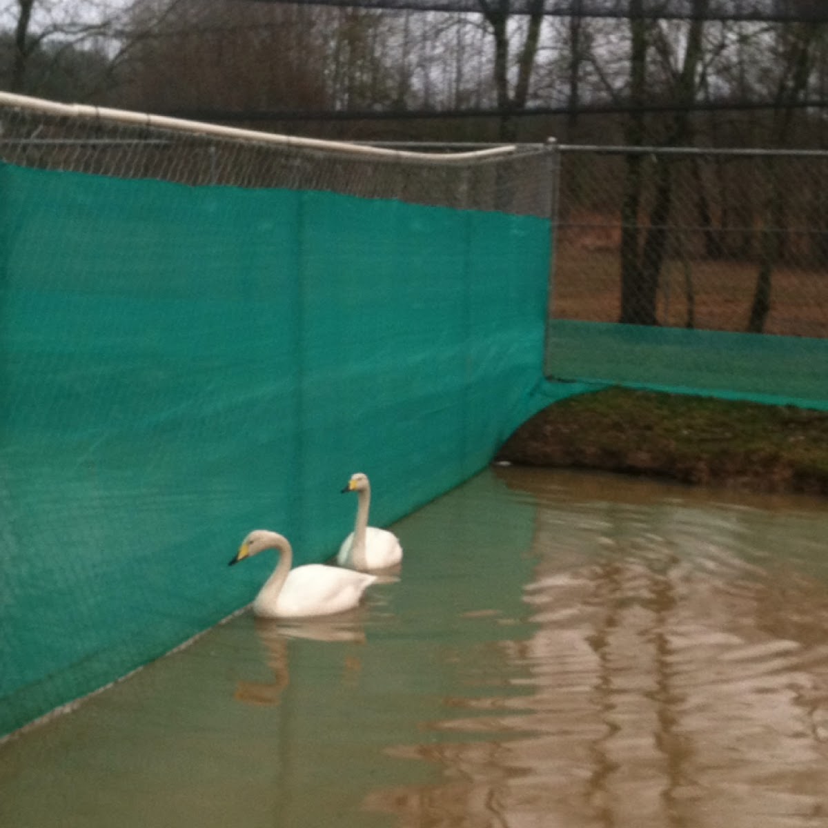 Whooper swan | Project Noah