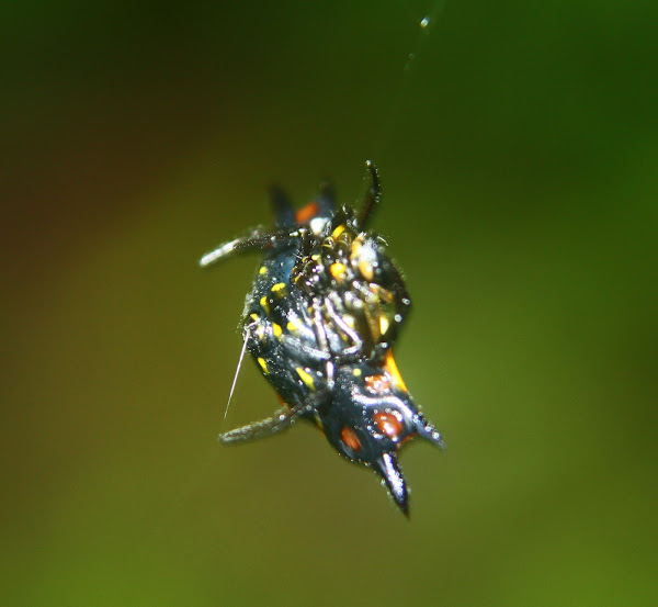 Four Spined Jewel Spider | Project Noah
